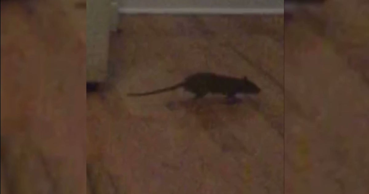 Chicago Ranked 'Rattiest' City For Fifth Year Running - CBS Chicago