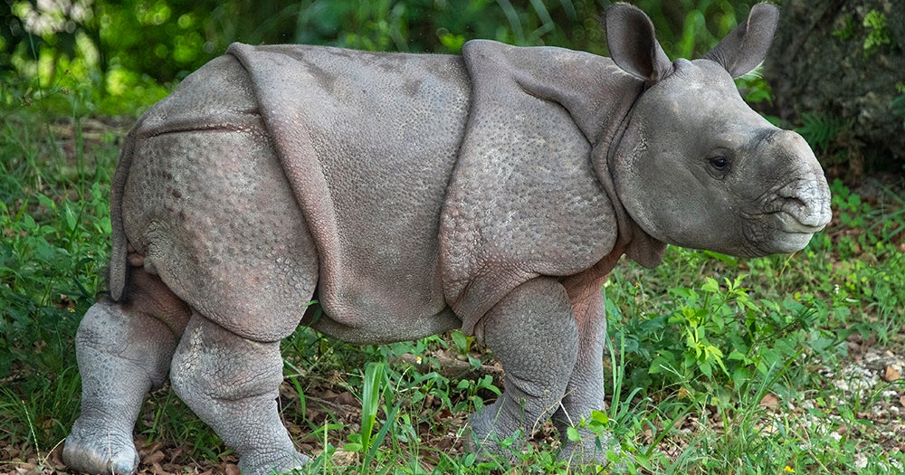 It's A Girl! Daddy Rhino Helps Announce Baby Rhino's Gender At Zoo ...