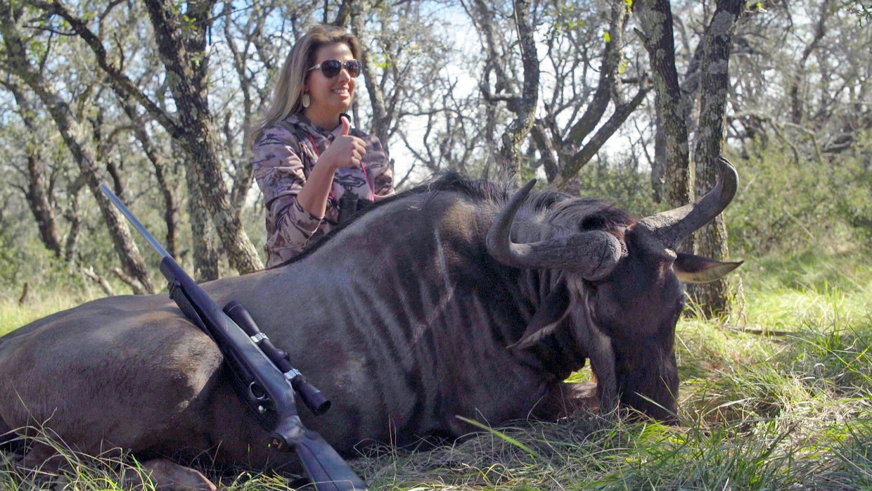 "Bred simply to be shot": Inside America's exotic hunting industry ...
