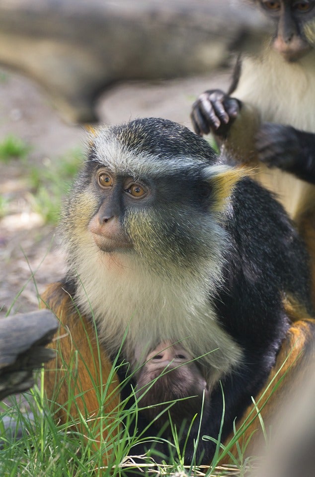 Wolf's Guenon Baby Born At Sacramento Zoo Months After Siblings Died ...