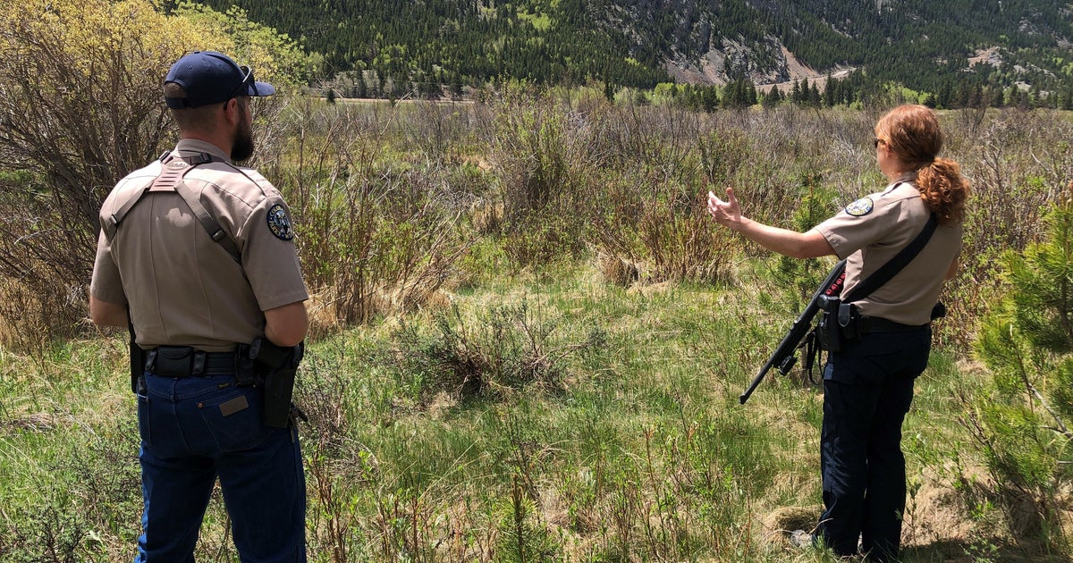 Wildlife Officials: No Action After Mama Moose Attacks Man - CBS Colorado