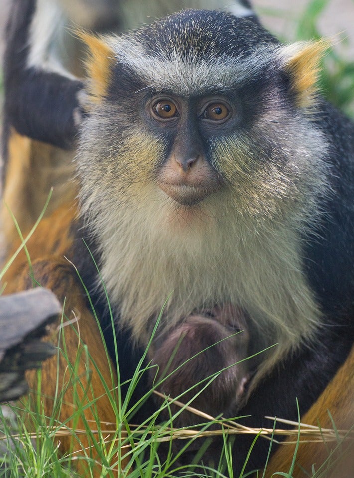 Wolf's Guenon Baby Born At Sacramento Zoo Months After Siblings Died ...