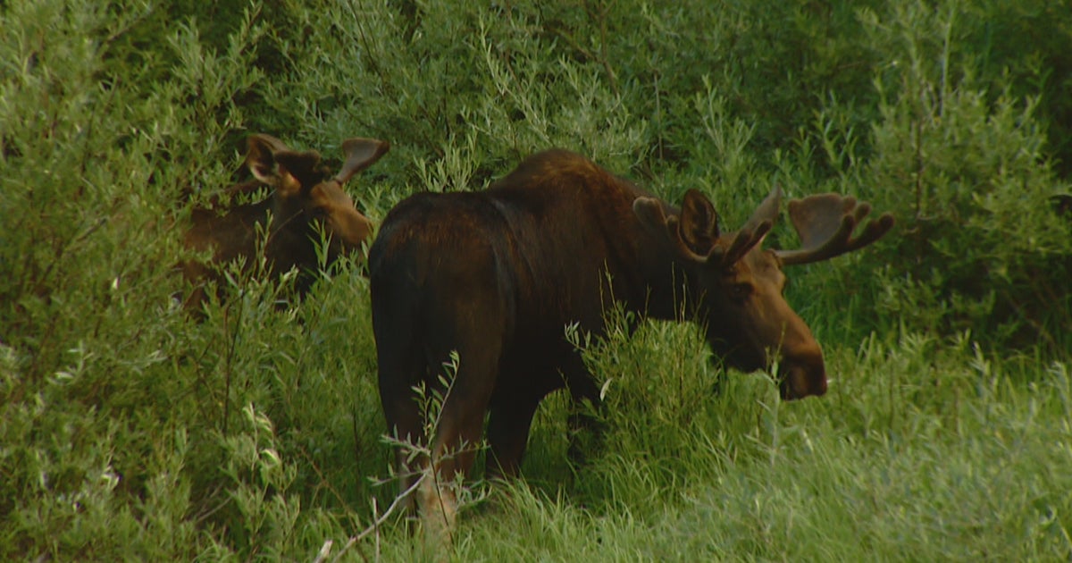 Moose Study Tracks Success During Calving Season - CBS Colorado