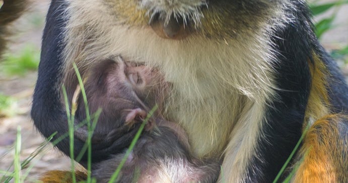 Wolf's Guenon Baby Born At Sacramento Zoo Months After Siblings Died ...