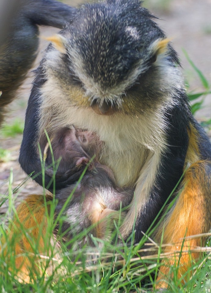Wolf's Guenon Baby Born At Sacramento Zoo Months After Siblings Died ...