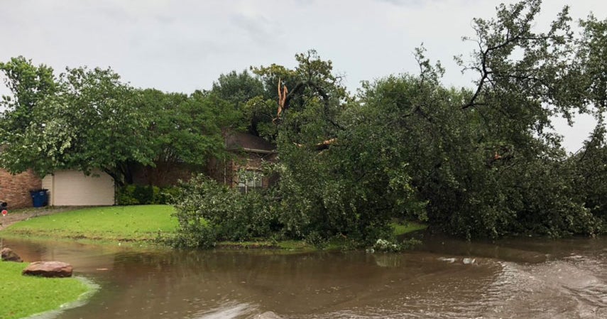 Dallas Urging Residents, Local Businesses To Help Replant Trees After ...