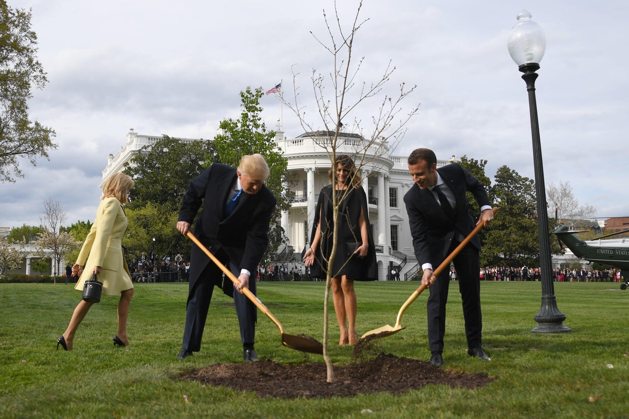 Tree planted by Trump and Macron dead: "Friendship tree" planted by ...