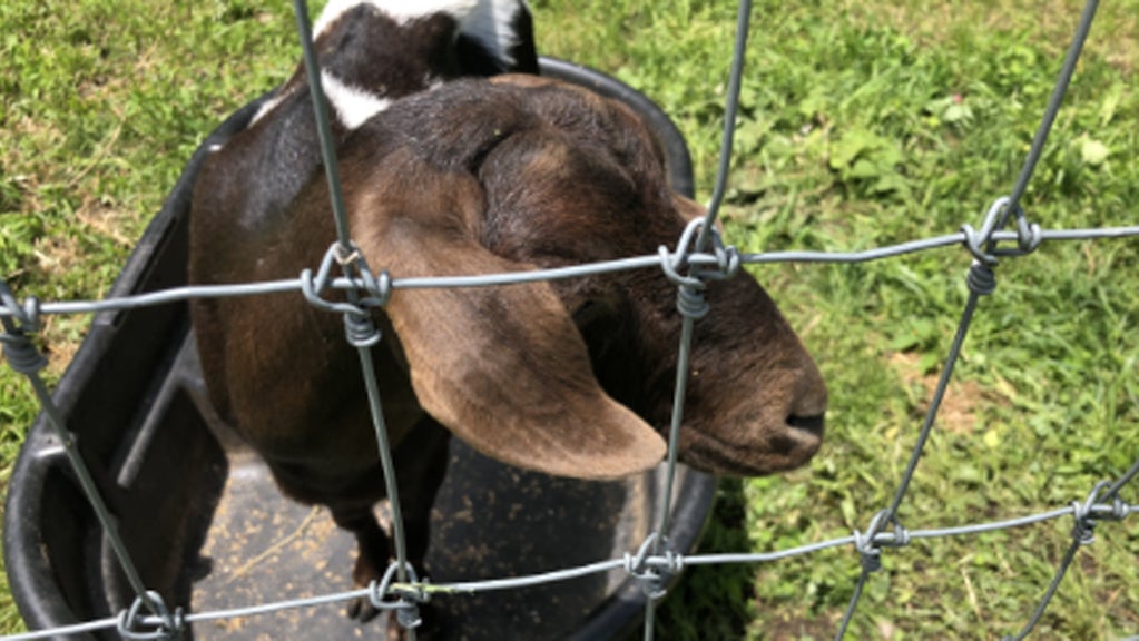 'Such A Great Wow Factor': Checking Out The Queens County Farm Museum ...