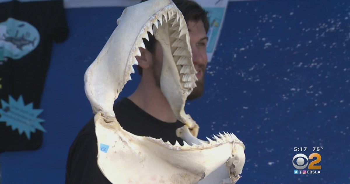 Shark Shack Has The Answers -- Do You Know What To Do If You Encounter ...