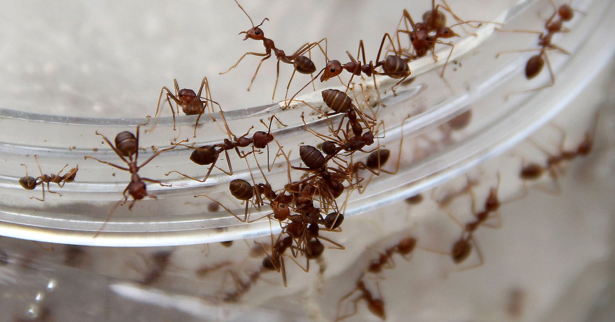 Ants That Spill Out From Carry-On Bag Force United Plane Out Of Service ...