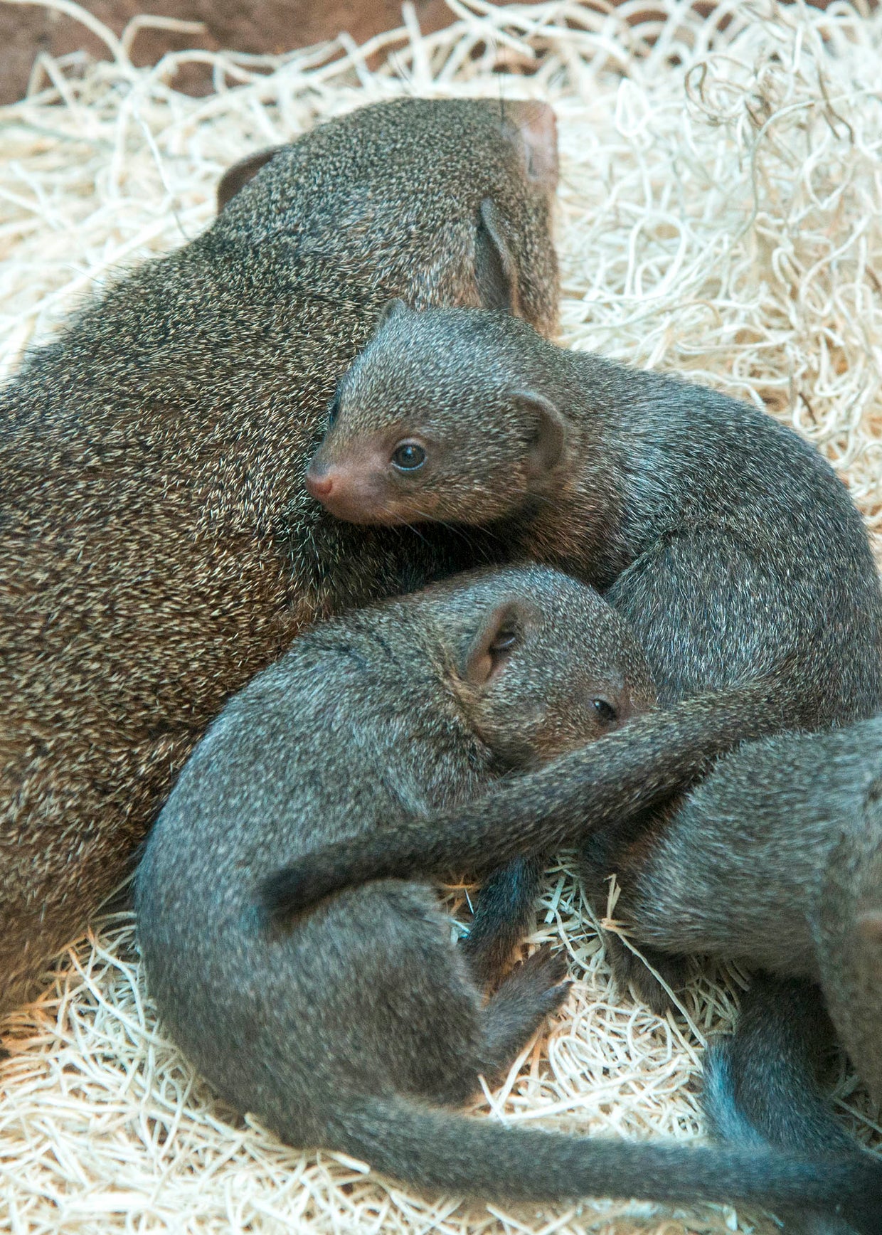 Cute Baby Alert! Dwarf Mongoose Pups, Peafowl Chicks Born At Brookfield ...