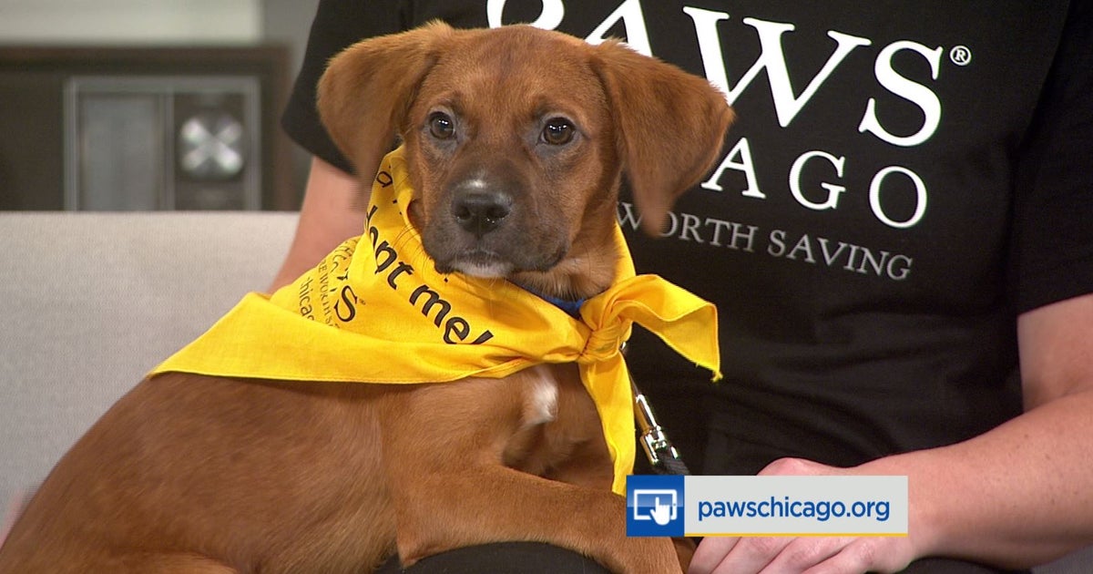 Meet Juno, The PAWS Pet Of The Week - CBS Chicago