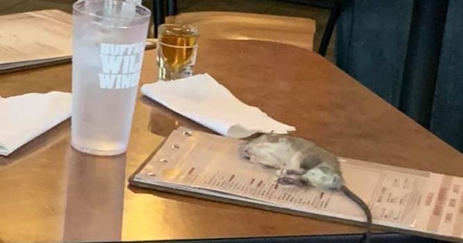 Photos Show Rat Falling From Ceiling Of Buffalo Wild Wings In ...