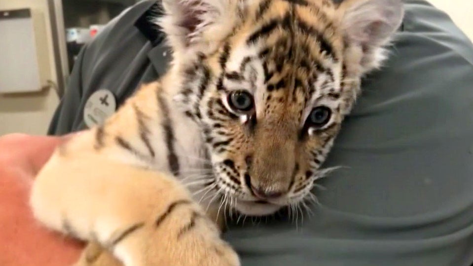 New Tiger Cub On The Prowl At Six Flags Great Adventure - CBS New York