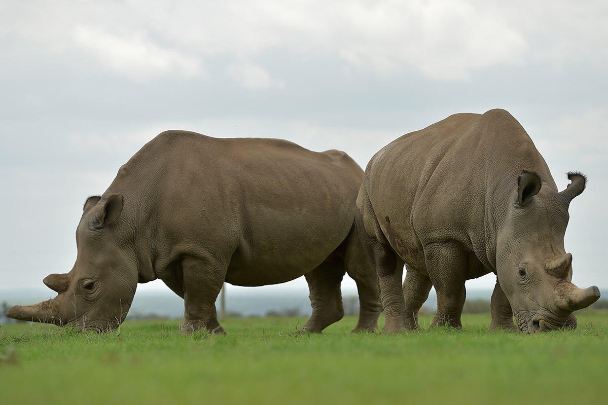 Northern white rhino conservation: Scientists successfully transfer ...