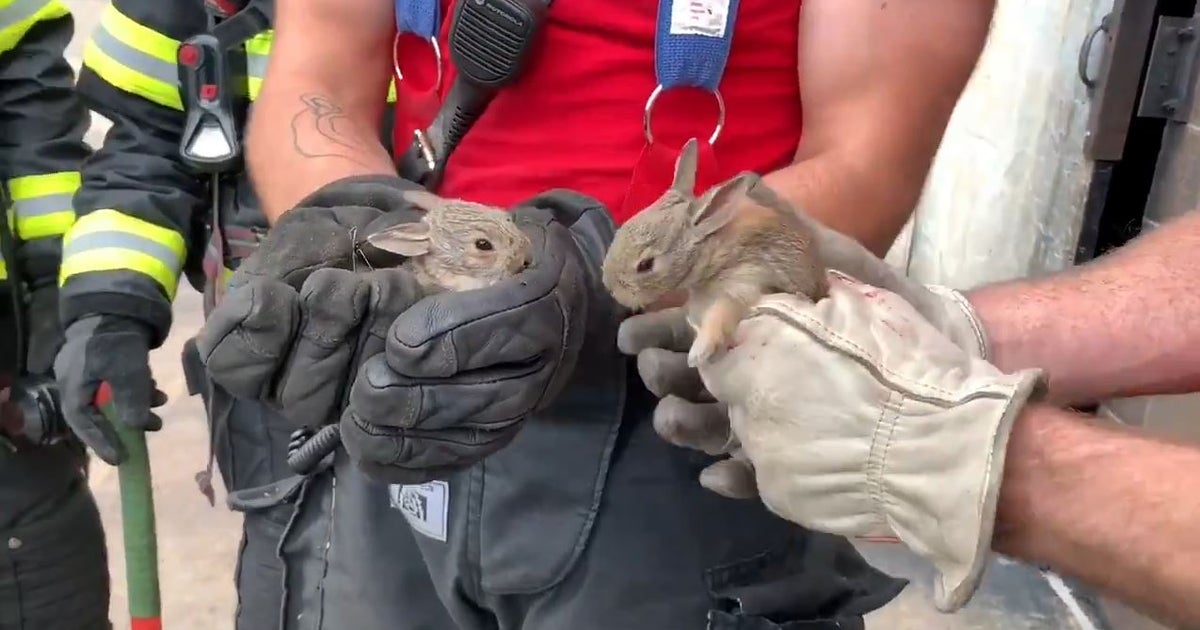 'Everybunny Needs Somebunny Sometimes!': Firefighter Recruits Rescue ...