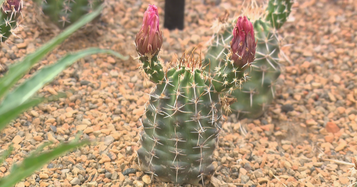German Man Caught Stealing Cacti Seeds, Faces Federal Charges - CBS ...