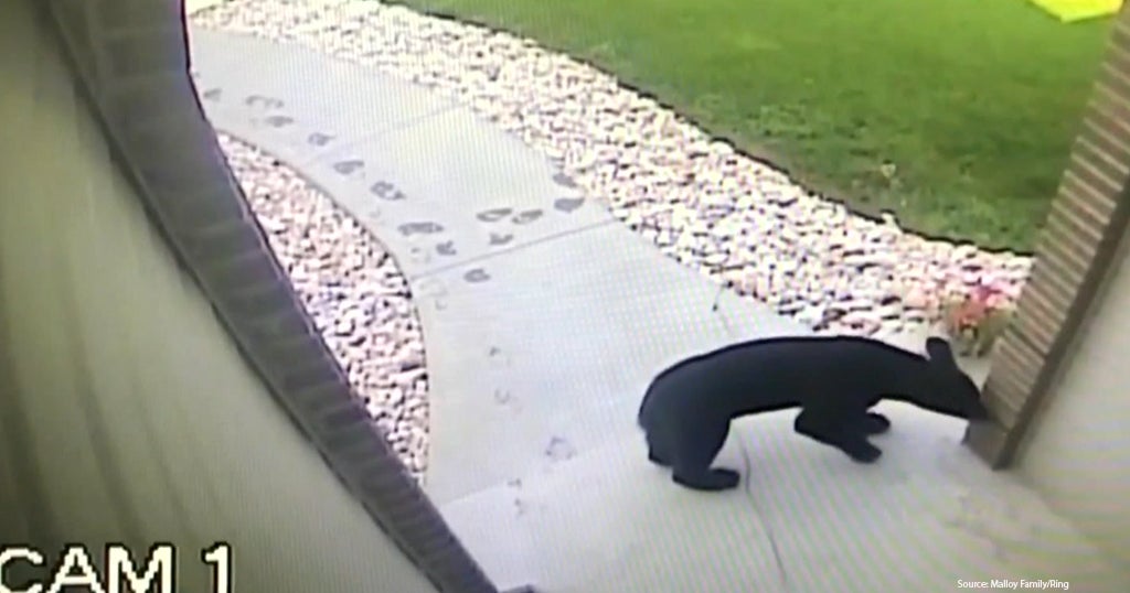 A Beary Close Encounter: Ring Doorbell Cam Captures Bear Cub Looking In ...