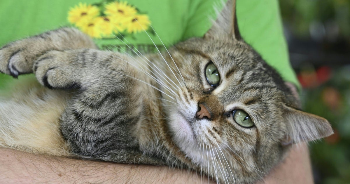 Hundreds Turn Out For Cat Tour In Minneapolis Neighborhood - CBS Minnesota