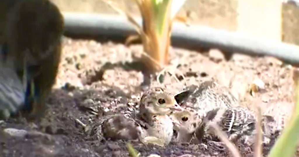 Demanding Answers: When Will Staten Island Homeowners Be Rid Of Their ...