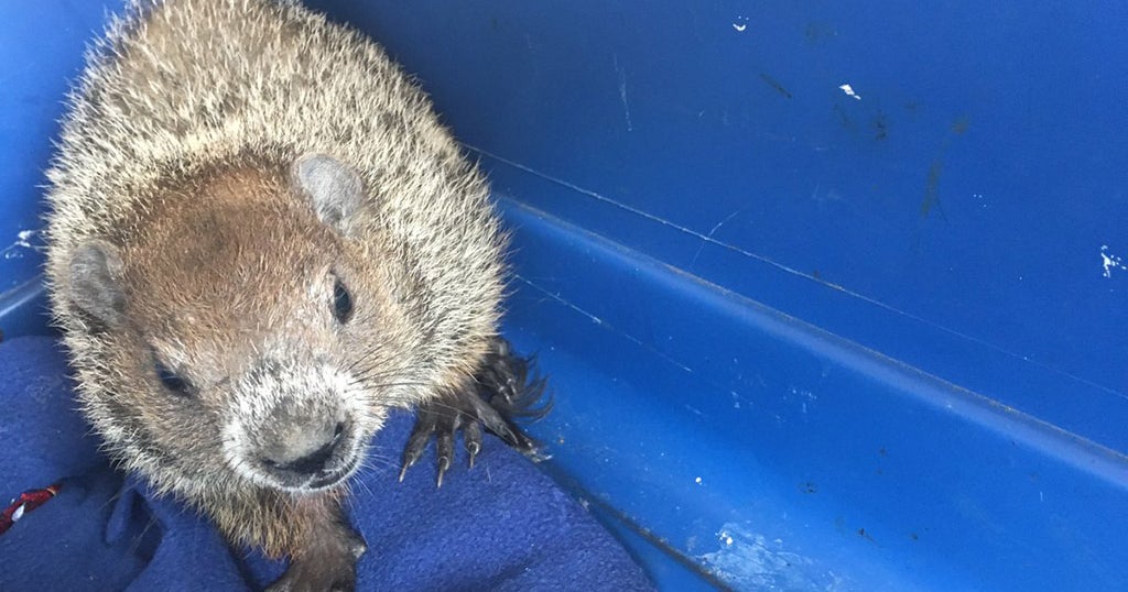 Dedham Auto Shop Finds Groundhog While Checking Car Engine - CBS Boston