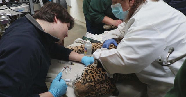 Why some Harvard medical students are starting veterinary rotations ... Why some Harvard medical students are starting veterinary rotations ...