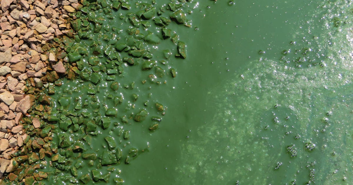 Official Explains Dangers Of Blue-Green Algae To Pets, Humans - CBS ...