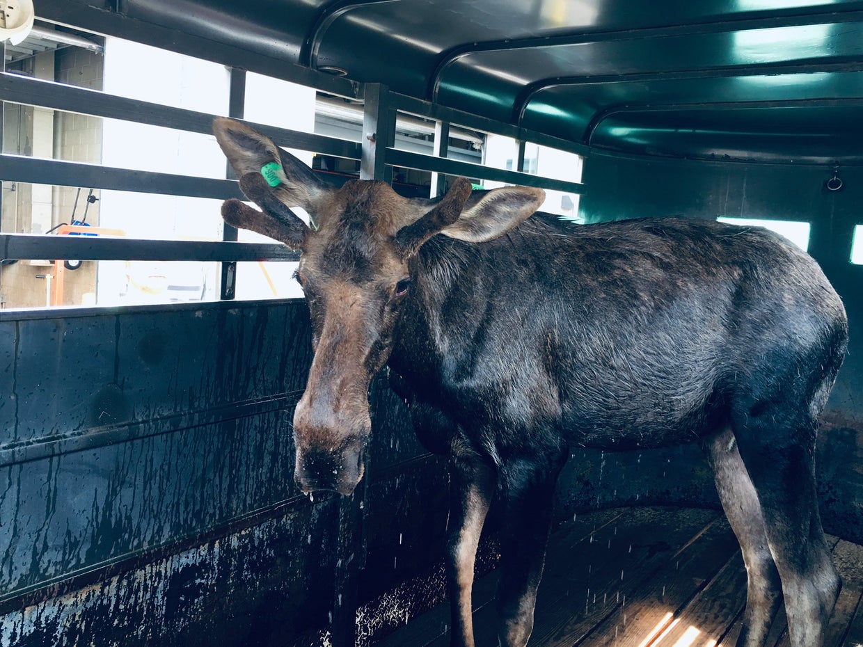 Moose Relocated After Grabbing A Bite In Westminster - CBS Colorado