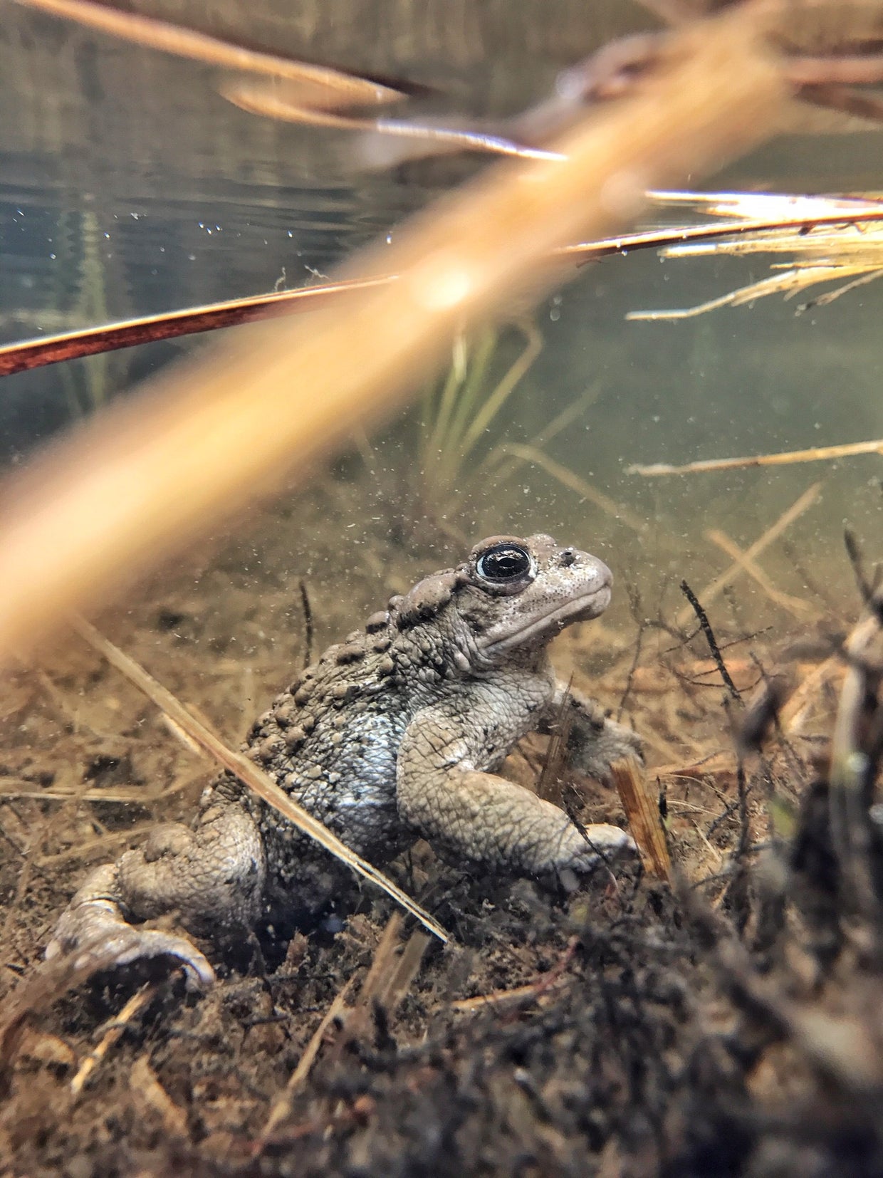 Saving Boreal Toads: 'Purple Rain' Tadpoles Are Growing Up Healthy ...