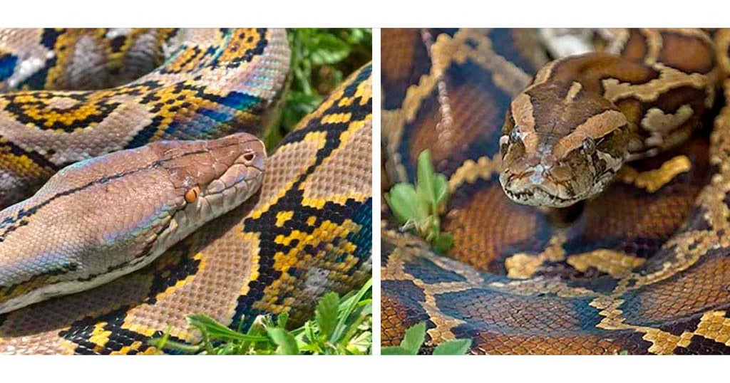 Ginormous Florida Python Tops 200 Pounds & Over 20-Feet Long - CBS Miami