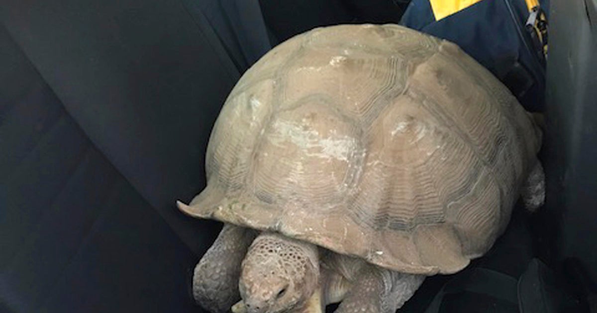 Wandering 250-pound tortoise found on side of California road, returned ...