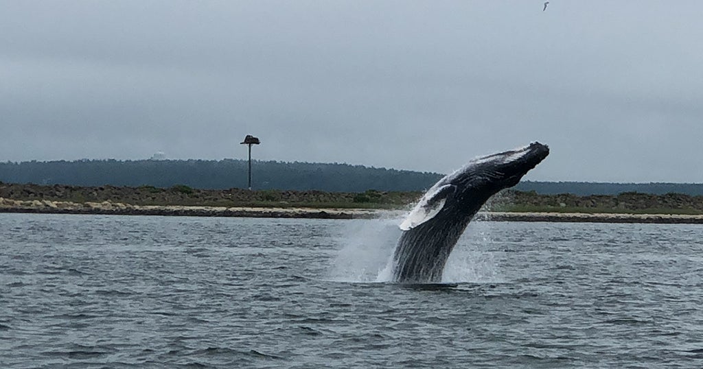 Humpback whales to stay on Massachusetts endangered species list - CBS ...