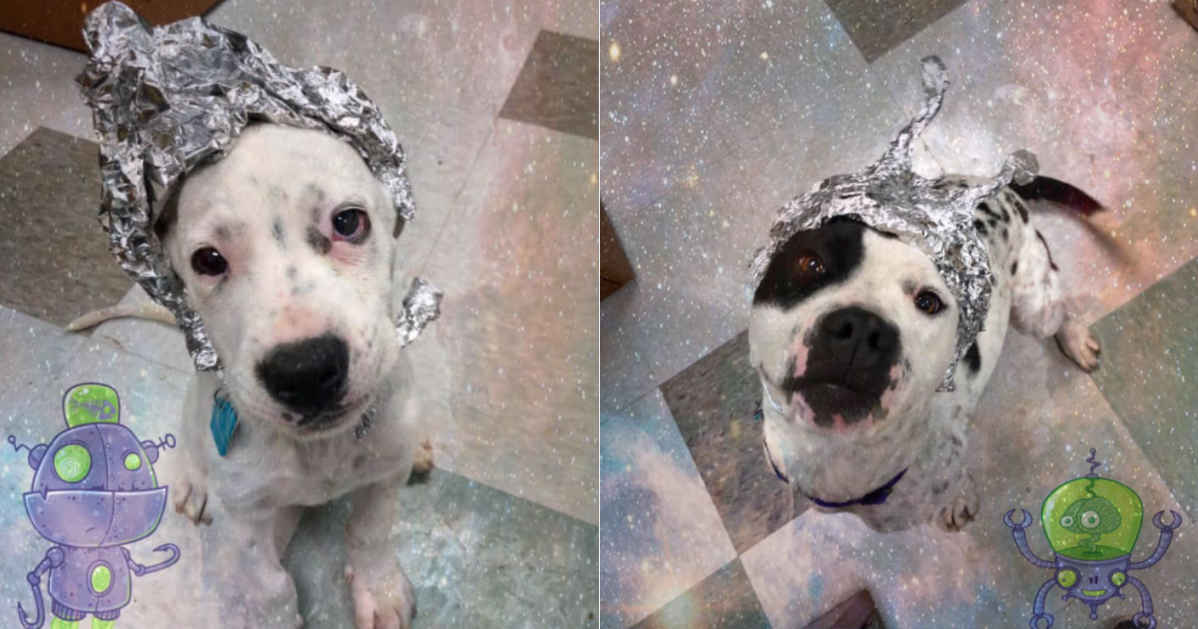 Area 51 raid: Oklahoma animal shelter encourages raiders to "storm our ...