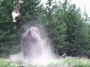 Bison charges girl: Video shows Yellowstone National Park bison tossing ...