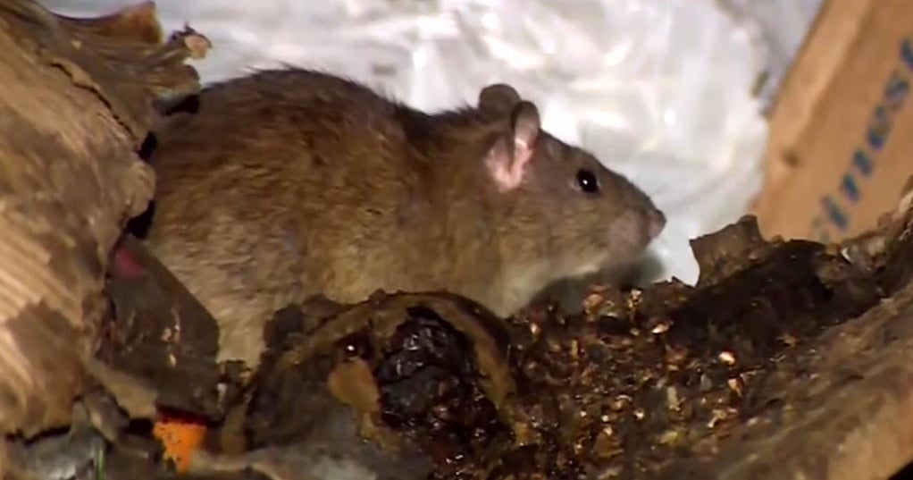 Wildlife Deaths From Rat Poison Remain A Concern As Rat Population ...
