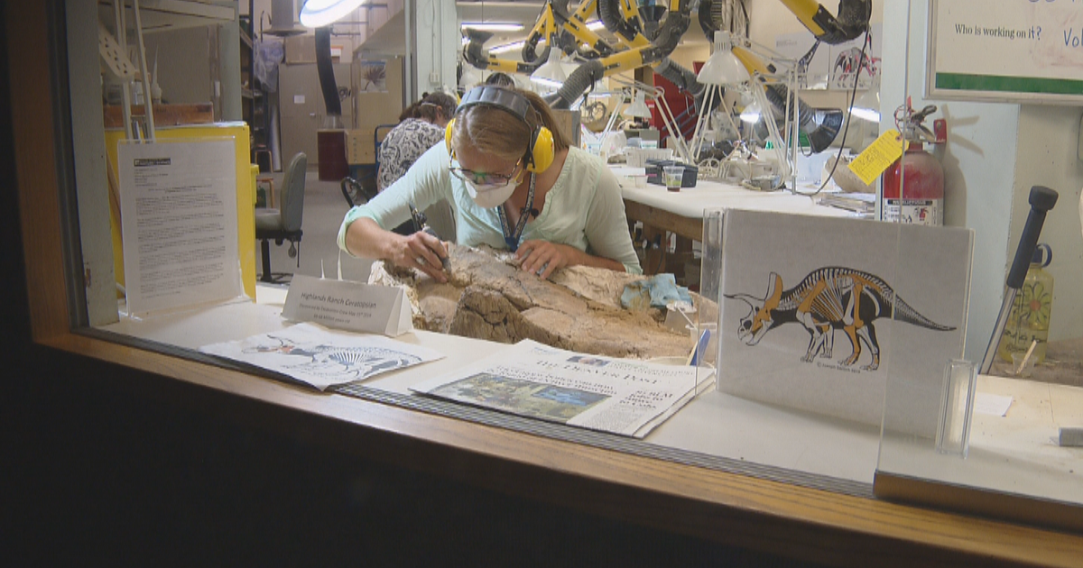 Public Invited To Fossil Lab To See Part Of Highlands Ranch Dino - CBS ...
