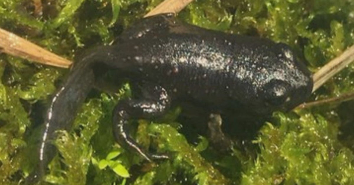 Saving Boreal Toads: 'Purple Rain' Tadpoles Are Growing Up Healthy ...