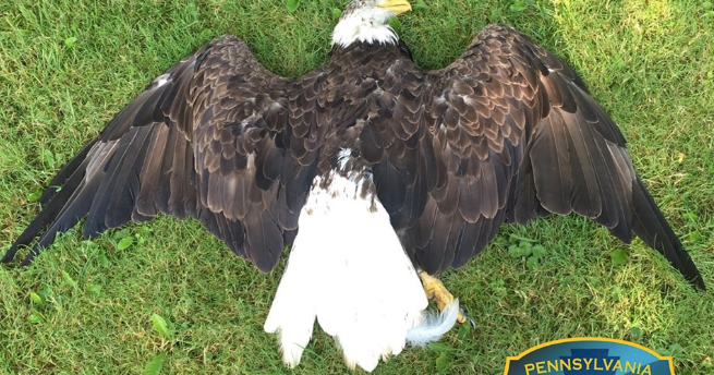 Bald eagle shot: Bald eagle found shot dead in Pennsylvania - CBS News