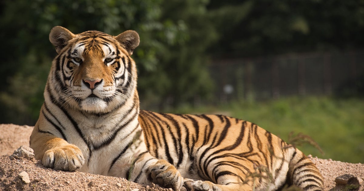 Elmwood Park Zoo Adding Siberian Tiger Exhibit Funded By J.P. Mascaro ...
