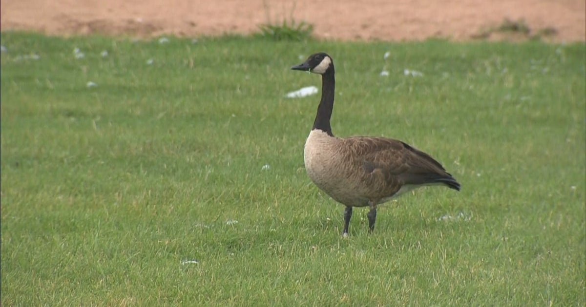 'Out Of Control': Woman Cleans Up Goose Poop Out Of Disgust At Boulder ...