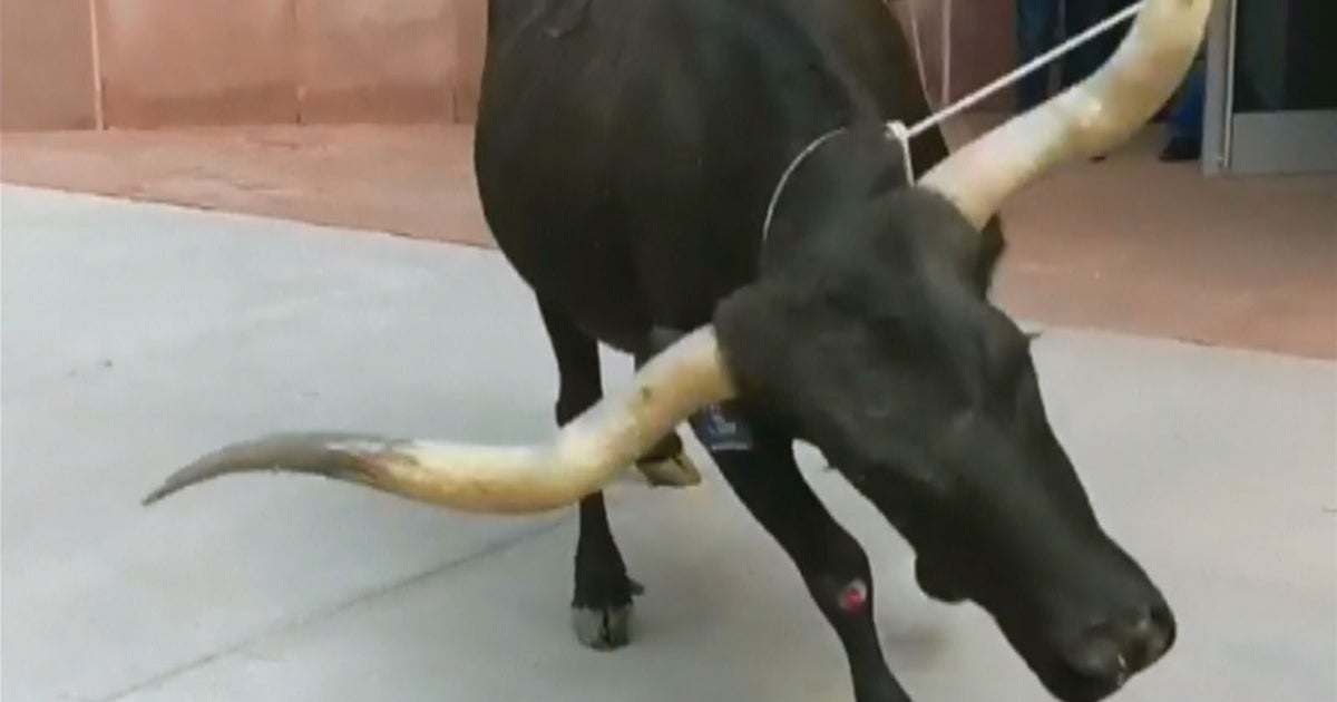 VIDEO: Cow Gets Loose In Colorado Springs, Lassoed By Cowboy Inside Art ...