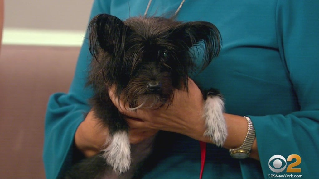 Furry Friend Finder: Coco & Mandy Searching For Their Forever Homes ...