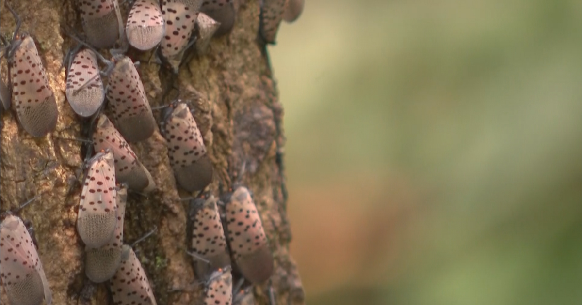Invasive Spotted Lanternflies Destroying Trees, Crops In Pennsylvania ...