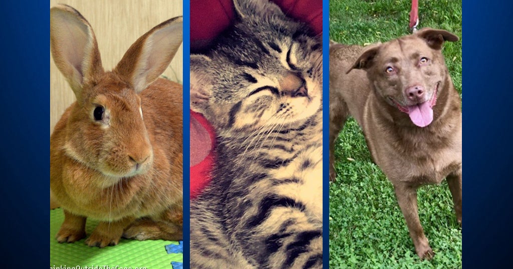 Furry Tails: Lily, Ricky & Angel Are Waiting For Forever Homes - CBS ...