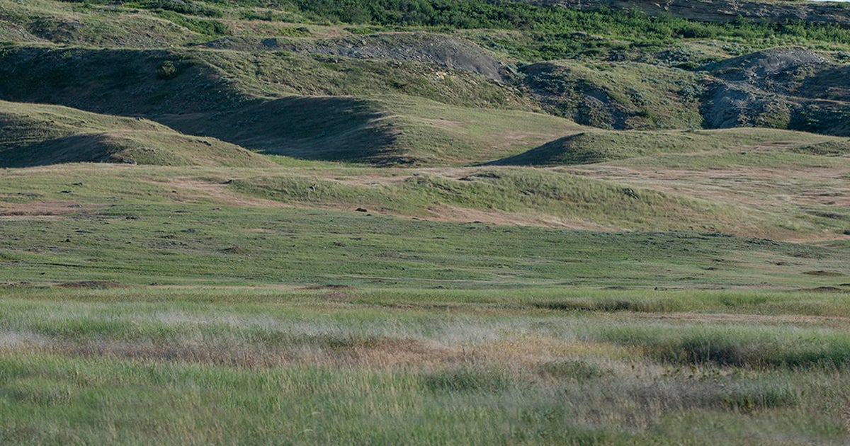 Nature up close: The vitality of grasslands - CBS News