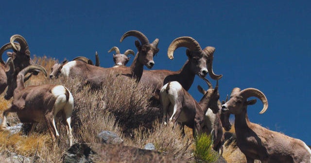 Nature: Bighorn sheep - CBS News