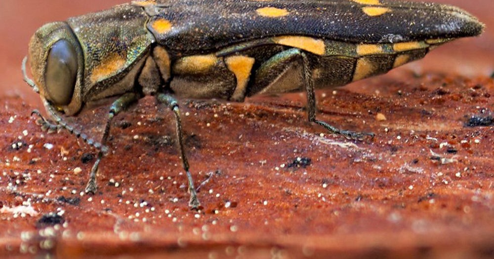 Oak Tree-Killing Pest Detected Near Big Bear Lake - CBS Los Angeles