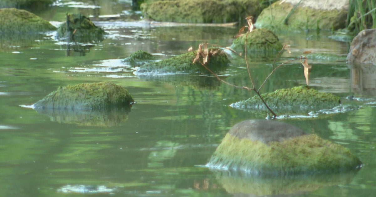 Blue-Green Algae Plumes Found In Sloan's Lake Could Be Dangerous - CBS ...