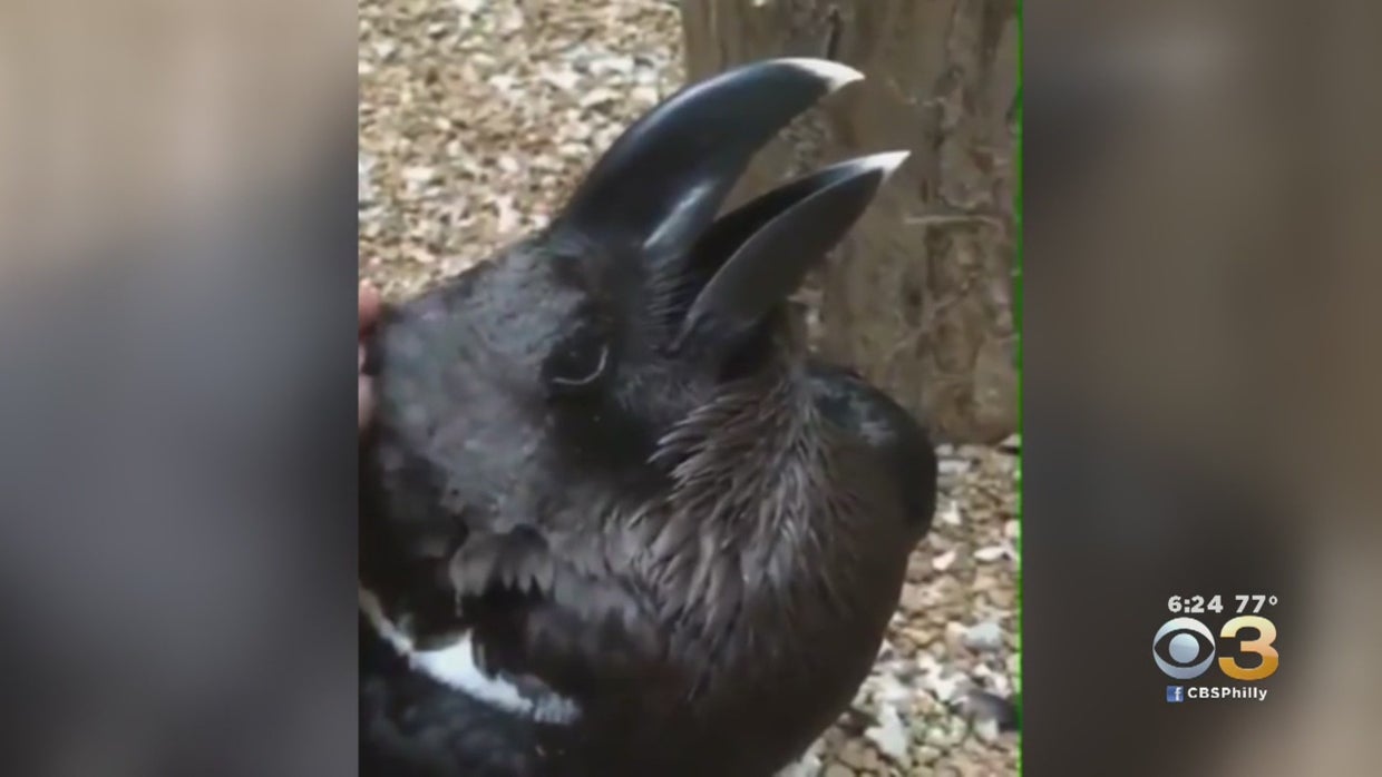 Which Animal Do You See: A Bunny Or Bird? - CBS Philadelphia