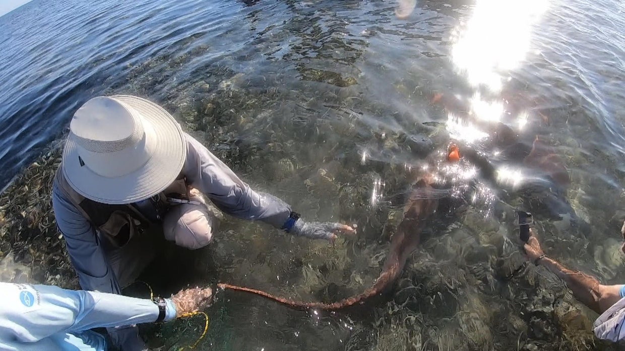 Sharks gather for annual underwater mating dance near Florida island ...